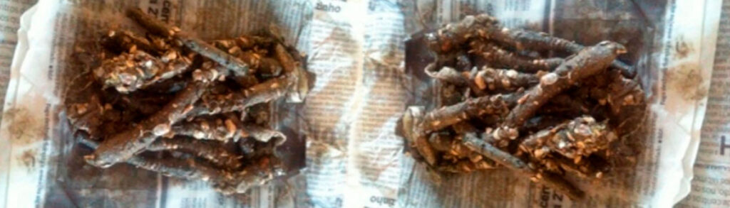 CASULO – Valbaits isco vivos unipessoal, Lda.